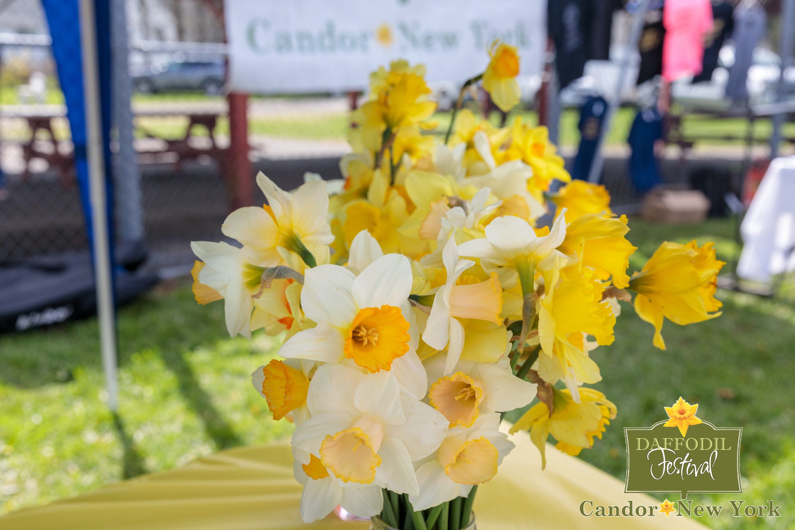 Daffodil Festival | Experience Tioga | Events, Restaurants ...